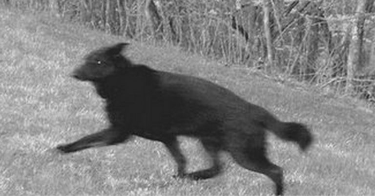 Ghost Dog - West Virginia Ghosts